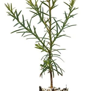 Coast Redwood | Small Tree Seedling | The Jonsteen Company