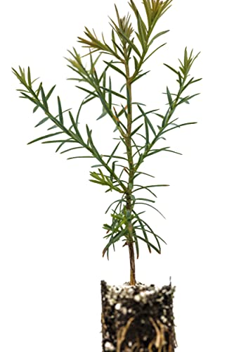 Coast Redwood | Small Tree Seedling | The Jonsteen Company