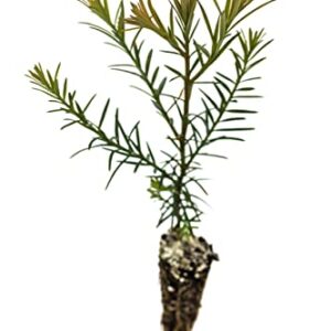 Coast Redwood | Small Tree Seedling | The Jonsteen Company