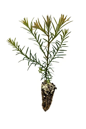 Coast Redwood | Small Tree Seedling | The Jonsteen Company