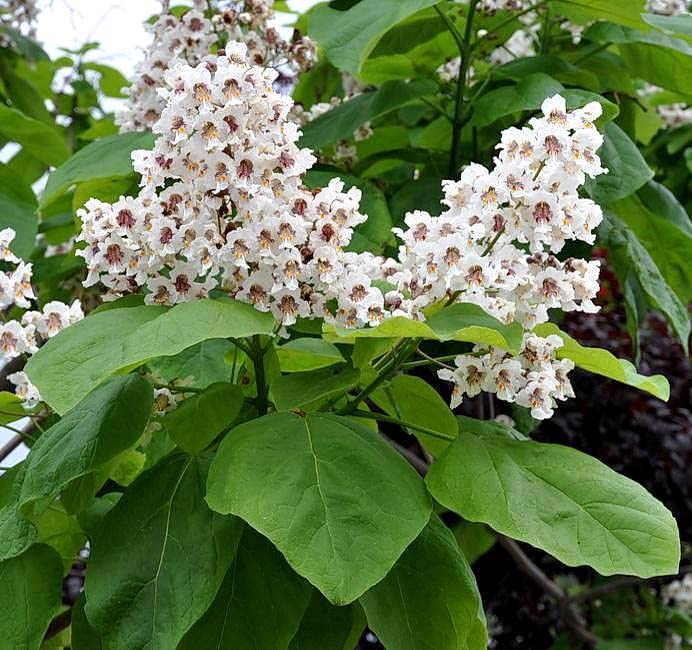 Indian Bean Tee Southern Cigar Tree Catawba Tree Catalpa Bignonioides 10 Seeds