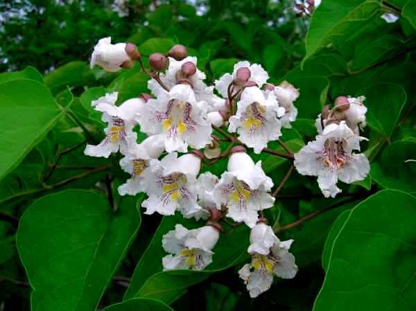 Indian Bean Tee Southern Cigar Tree Catawba Tree Catalpa Bignonioides 10 Seeds