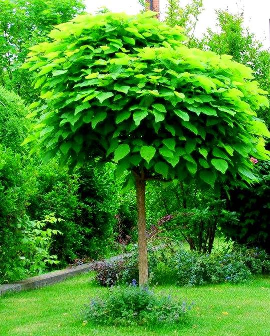 Indian Bean Tee Southern Cigar Tree Catawba Tree Catalpa Bignonioides 10 Seeds