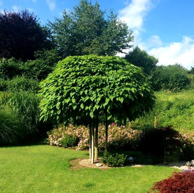 Indian Bean Tee Southern Cigar Tree Catawba Tree Catalpa Bignonioides 10 Seeds