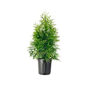 Green Giant Arborvitae | 3 Large 3 Gallon Trees | Thuja Plicata | Live Evergreen Privacy Screening Plants