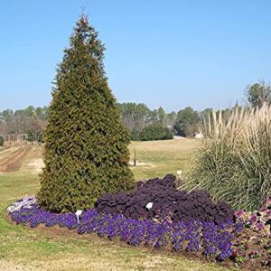 Green Giant Arborvitae | 3 Large 3 Gallon Trees | Thuja Plicata | Live Evergreen Privacy Screening Plants