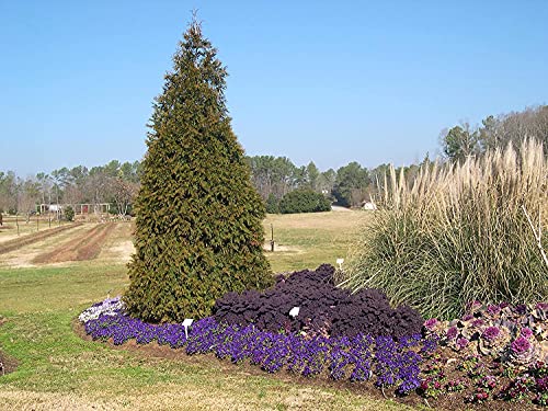 Green Giant Arborvitae | 3 Large 3 Gallon Trees | Thuja Plicata | Live Evergreen Privacy Screening Plants