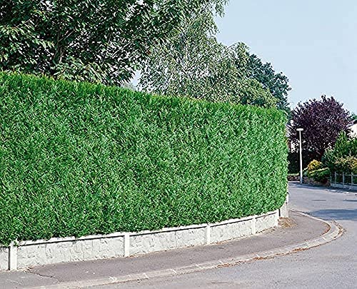 Green Giant Arborvitae | 3 Large 3 Gallon Trees | Thuja Plicata | Live Evergreen Privacy Screening Plants