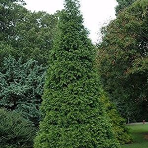 Green Giant Arborvitae | 3 Large 3 Gallon Trees | Thuja Plicata | Live Evergreen Privacy Screening Plants