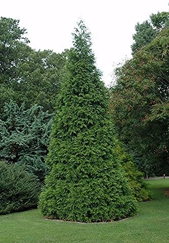 Green Giant Arborvitae | 3 Large 3 Gallon Trees | Thuja Plicata | Live Evergreen Privacy Screening Plants