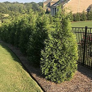 Green Giant Arborvitae | 3 Large 3 Gallon Trees | Thuja Plicata | Live Evergreen Privacy Screening Plants