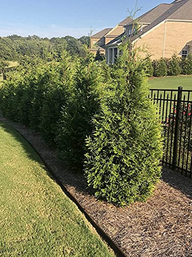 Green Giant Arborvitae | 3 Large 3 Gallon Trees | Thuja Plicata | Live Evergreen Privacy Screening Plants