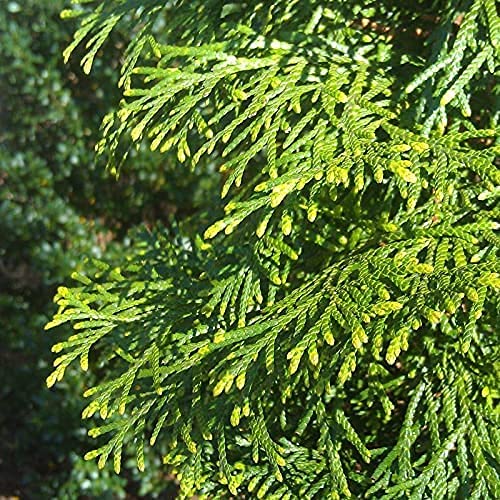 Green Giant Arborvitae | 3 Large 3 Gallon Trees | Thuja Plicata | Live Evergreen Privacy Screening Plants