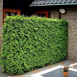 Green Giant Arborvitae | 3 Large 3 Gallon Trees | Thuja Plicata | Live Evergreen Privacy Screening Plants