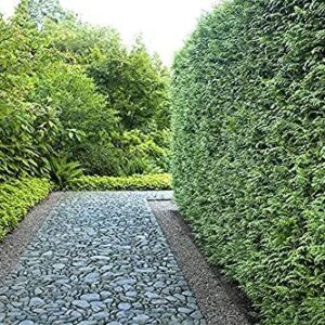 Green Giant Arborvitae | 3 Large 3 Gallon Trees | Thuja Plicata | Live Evergreen Privacy Screening Plants