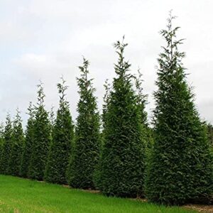 Green Giant Arborvitae | 3 Large 3 Gallon Trees | Thuja Plicata | Live Evergreen Privacy Screening Plants