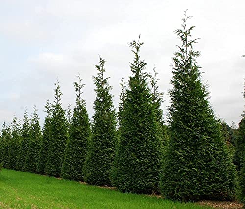 Green Giant Arborvitae | 3 Large 3 Gallon Trees | Thuja Plicata | Live Evergreen Privacy Screening Plants