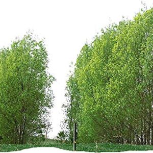 6 Big Aussie Privacy Hybrid Willow Trees - 2ft Tall - Very Fast Growing