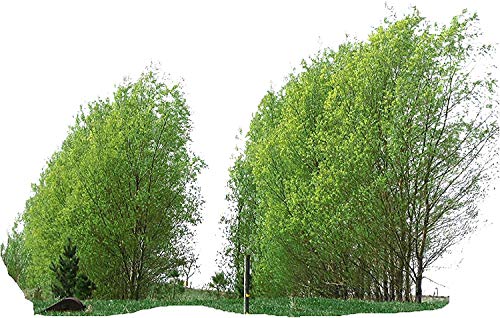 6 Big Aussie Privacy Hybrid Willow Trees - 2ft Tall - Very Fast Growing