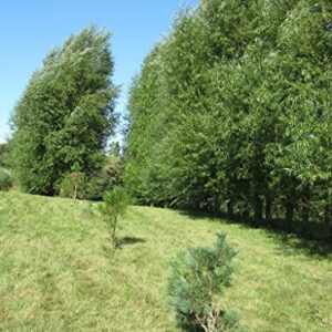 6 Big Aussie Privacy Hybrid Willow Trees - 2ft Tall - Very Fast Growing