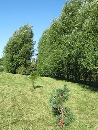 6 Big Aussie Privacy Hybrid Willow Trees - 2ft Tall - Very Fast Growing