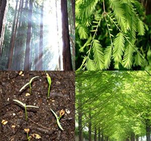 big pack – (1,000) dawn redwood tree seeds – metasequoia glyptostroboides – by myseeds.co (big pack – dawn redwood)