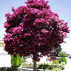 Large Twilight Crape Myrtle, 2-4ft Tall When Shipped, Matures 22ft Tall, 1 Tree, Rich Sunset Purple/Pink (Shipped Well Rooted in Pots with Soil)