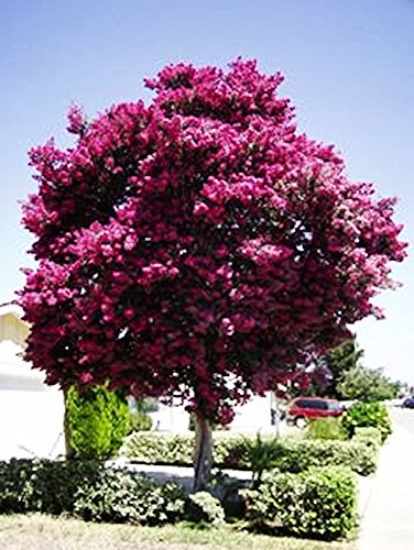 Large Twilight Crape Myrtle, 2-4ft Tall When Shipped, Matures 22ft Tall, 1 Tree, Rich Sunset Purple/Pink (Shipped Well Rooted in Pots with Soil)