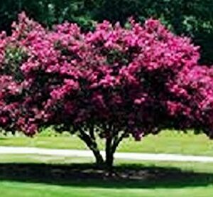 Large Twilight Crape Myrtle, 2-4ft Tall When Shipped, Matures 22ft Tall, 1 Tree, Rich Sunset Purple/Pink (Shipped Well Rooted in Pots with Soil)