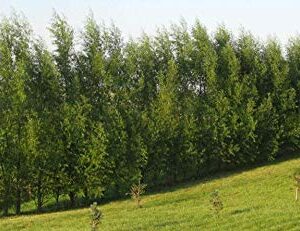 100 Fast Growing Willow Trees - Hybrid Willow Cuttings to Grow for Privacy or Shade - Guaranteed to Grow