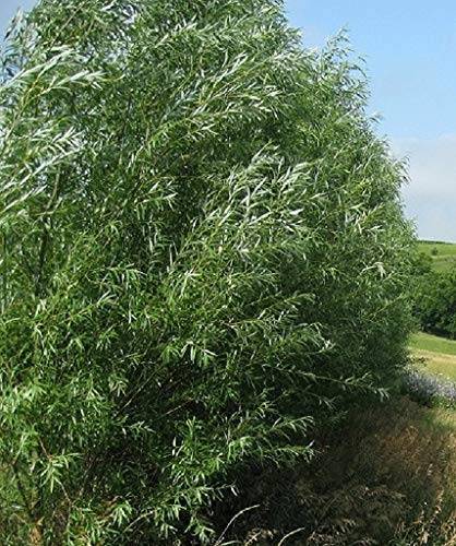 100 Fast Growing Willow Trees - Hybrid Willow Cuttings to Grow for Privacy or Shade - Guaranteed to Grow