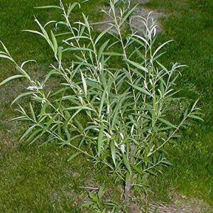 100 Fast Growing Willow Trees - Hybrid Willow Cuttings to Grow for Privacy or Shade - Guaranteed to Grow