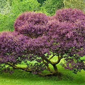 Royal Purple Smoke Tree - 1 Gallon, 3'-4'ft Tall - Established Potted Plant - Continus Coggygria - Fast Growing Tree, Fall Color, Spring Blooms