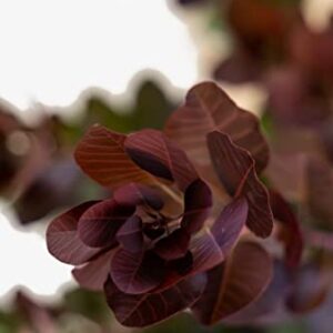 Royal Purple Smoke Tree - 1 Gallon, 3'-4'ft Tall - Established Potted Plant - Continus Coggygria - Fast Growing Tree, Fall Color, Spring Blooms