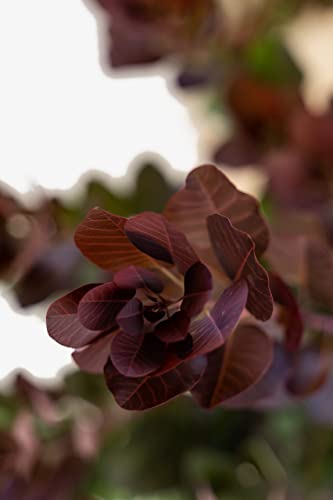 Royal Purple Smoke Tree - 1 Gallon, 3'-4'ft Tall - Established Potted Plant - Continus Coggygria - Fast Growing Tree, Fall Color, Spring Blooms