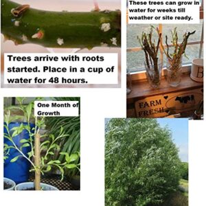 Two (2) Globe Willow Tree Cuttings - Fast Growing Shade or Privacy - Get 2 Live Tree Plants - Globe Willow - Great for Bonsai