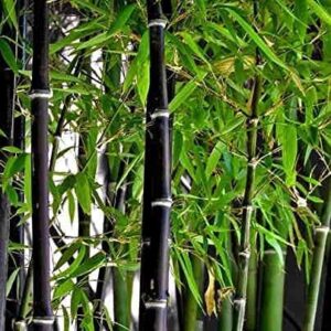 50+ Rare Black Bamboo Seeds for Planting | Exotic and Fast Growing | Ships from Iowa, USA