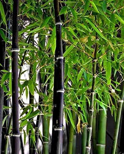 50+ Rare Black Bamboo Seeds for Planting | Exotic and Fast Growing | Ships from Iowa, USA