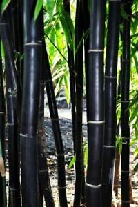 50+ Rare Black Bamboo Seeds for Planting | Exotic and Fast Growing | Ships from Iowa, USA