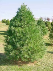 eastern white pine tree seedlings for planting – 1-2 feet tall evergreen tree seedlings – grow beautiful evergreen tree seeds (2 seedlings)