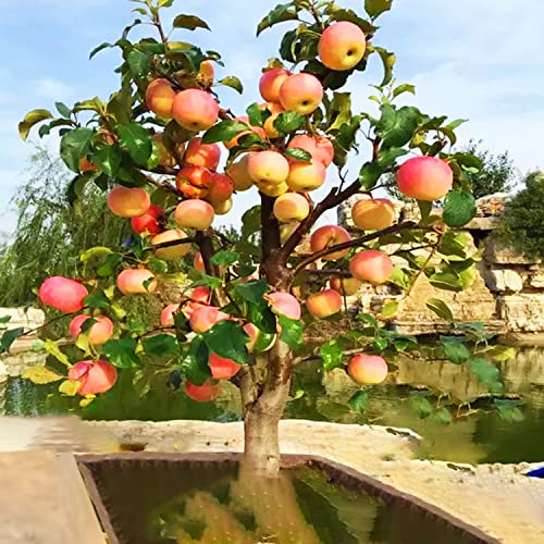 30 Pcs Dwarf Bonsai Apple Tree Seeds, Grow Exotic Indoor Fruit Tree Rare Seeds