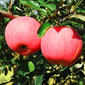 30 Pcs Dwarf Bonsai Apple Tree Seeds, Grow Exotic Indoor Fruit Tree Rare Seeds