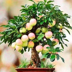 30 Pcs Dwarf Bonsai Apple Tree Seeds, Grow Exotic Indoor Fruit Tree Rare Seeds