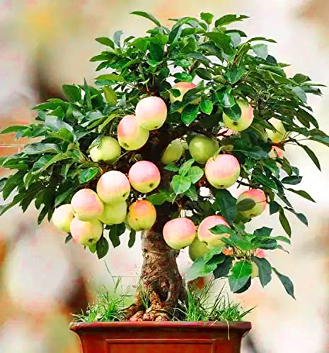 30 Pcs Dwarf Bonsai Apple Tree Seeds, Grow Exotic Indoor Fruit Tree Rare Seeds