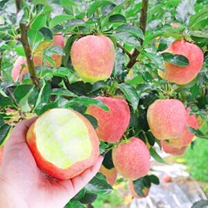 30 Pcs Dwarf Bonsai Apple Tree Seeds, Grow Exotic Indoor Fruit Tree Rare Seeds