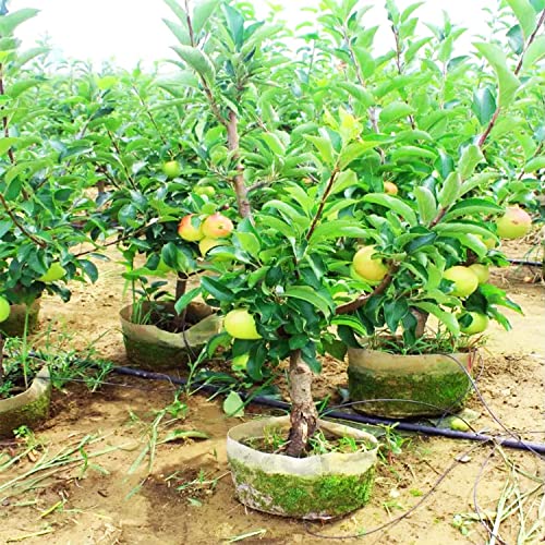 30 Pcs Dwarf Bonsai Apple Tree Seeds, Grow Exotic Indoor Fruit Tree Rare Seeds