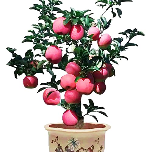 30 Pcs Dwarf Bonsai Apple Tree Seeds, Grow Exotic Indoor Fruit Tree Rare Seeds