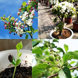 30 Pcs Dwarf Bonsai Apple Tree Seeds, Grow Exotic Indoor Fruit Tree Rare Seeds