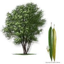 10 Black Willow Tree Cuttings - Beautiful Shade and Privacy Tree - Grow 10 Black Willow Live Trees