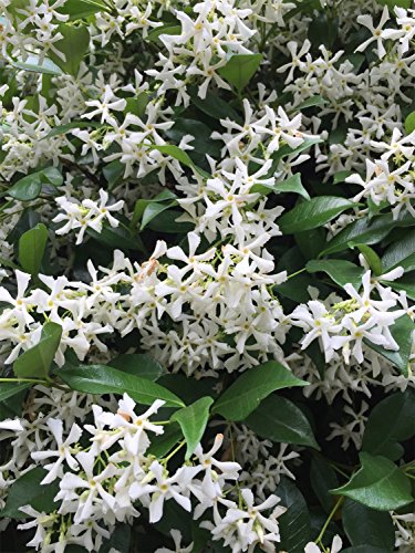 AMPLEX Confederate Jasmine Vine Live Plant, 3 gallon, Creeping Vine